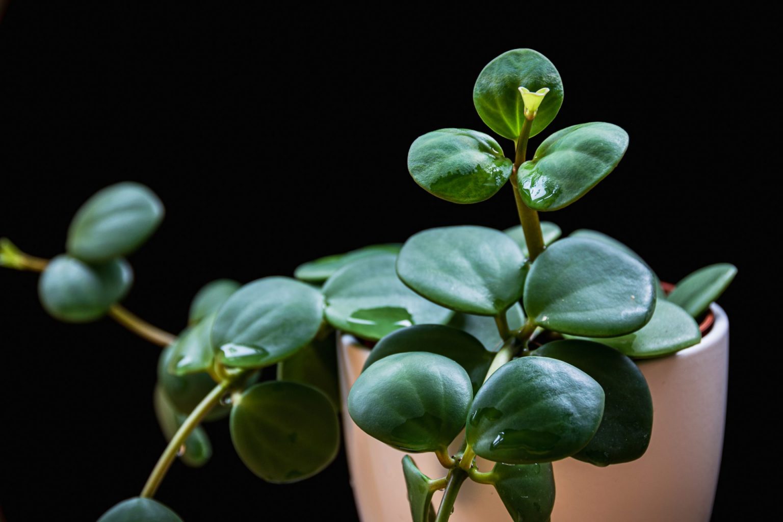 Peperomia Hope Care, Propagation, and More | Sprouts and Stems