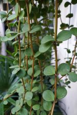 Peperomia Hope Care, Propagation, and More | Sprouts and Stems
