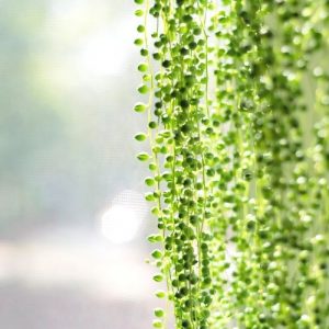 String of Pearls Care and Propagation | Sprouts and Stems