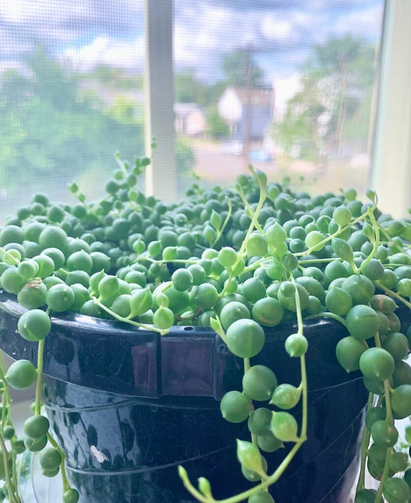 String of Pearls Care and Propagation | Sprouts and Stems