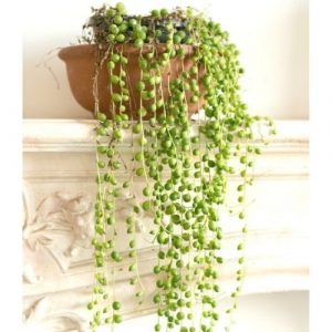String of Pearls Care and Propagation | Sprouts and Stems