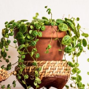 String of Turtles Care and Propagation: What You MUST Know!