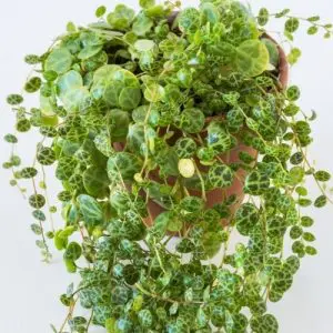 String of Turtles Care and Propagation: What You MUST Know!