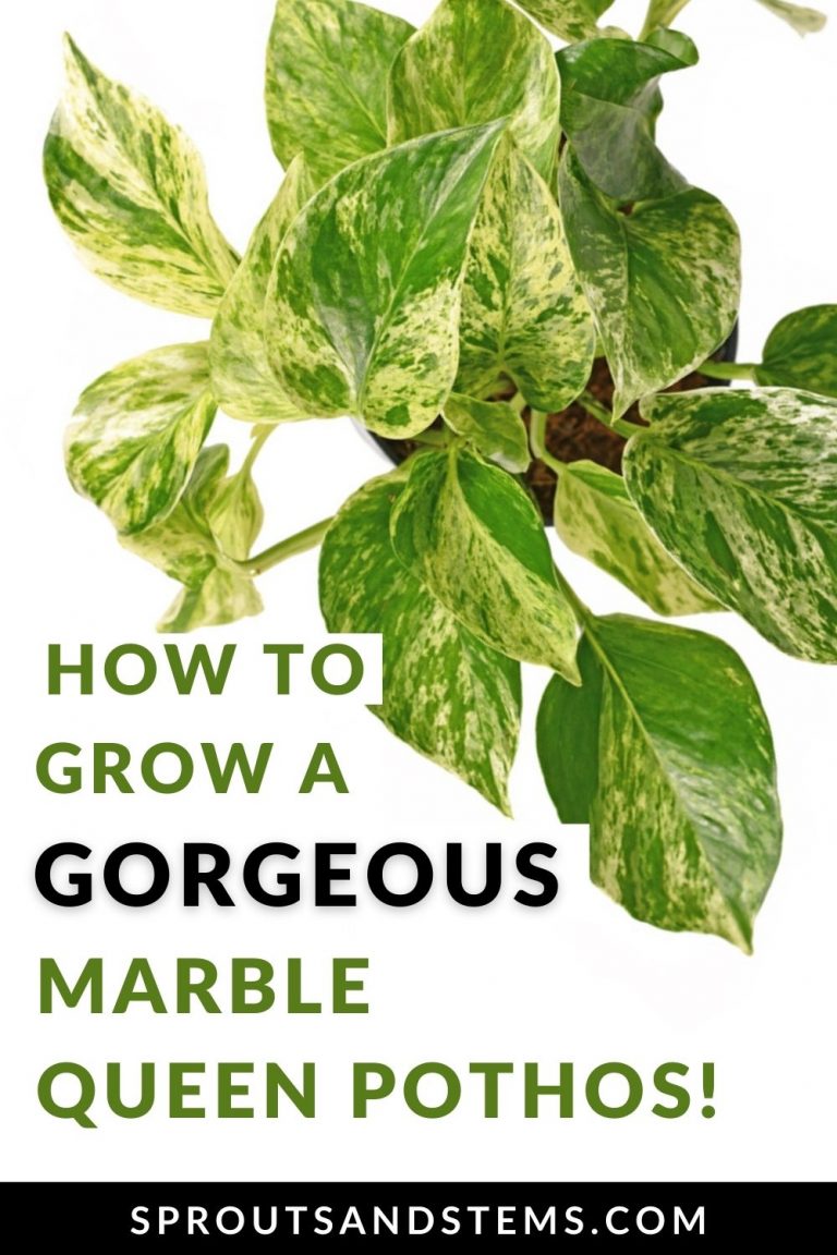 Marble Queen Pothos: How to Care for and Propagate the Queen!