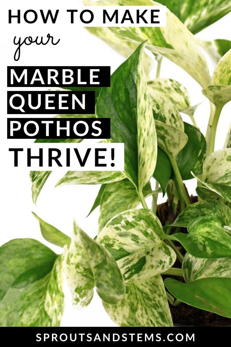 Marble Queen Pothos: How to Care for and Propagate the Queen!