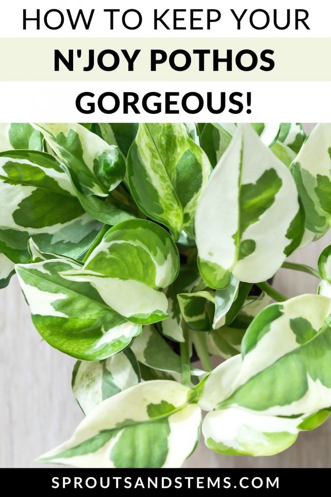 N'Joy Pothos: Care, Propagation, and More | Sprouts and Stems