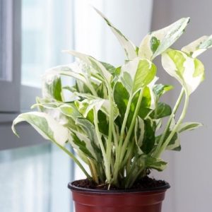 N'Joy Pothos: Care, Propagation, and More | Sprouts and Stems