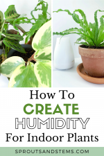 How to Create Humidity for Your Houseplants | Sprouts and Stems