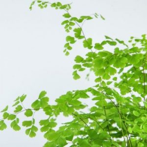 Maidenhair Fern Care and Propagation | Sprouts and Stems