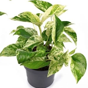 Marble Queen Pothos: How to Care for and Propagate the Queen!