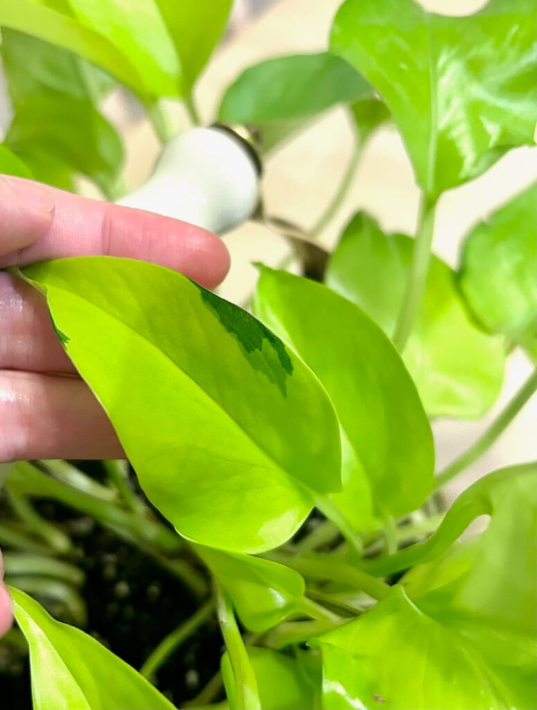 Neon Pothos Care, Propagation, and More | Sprouts and Stems