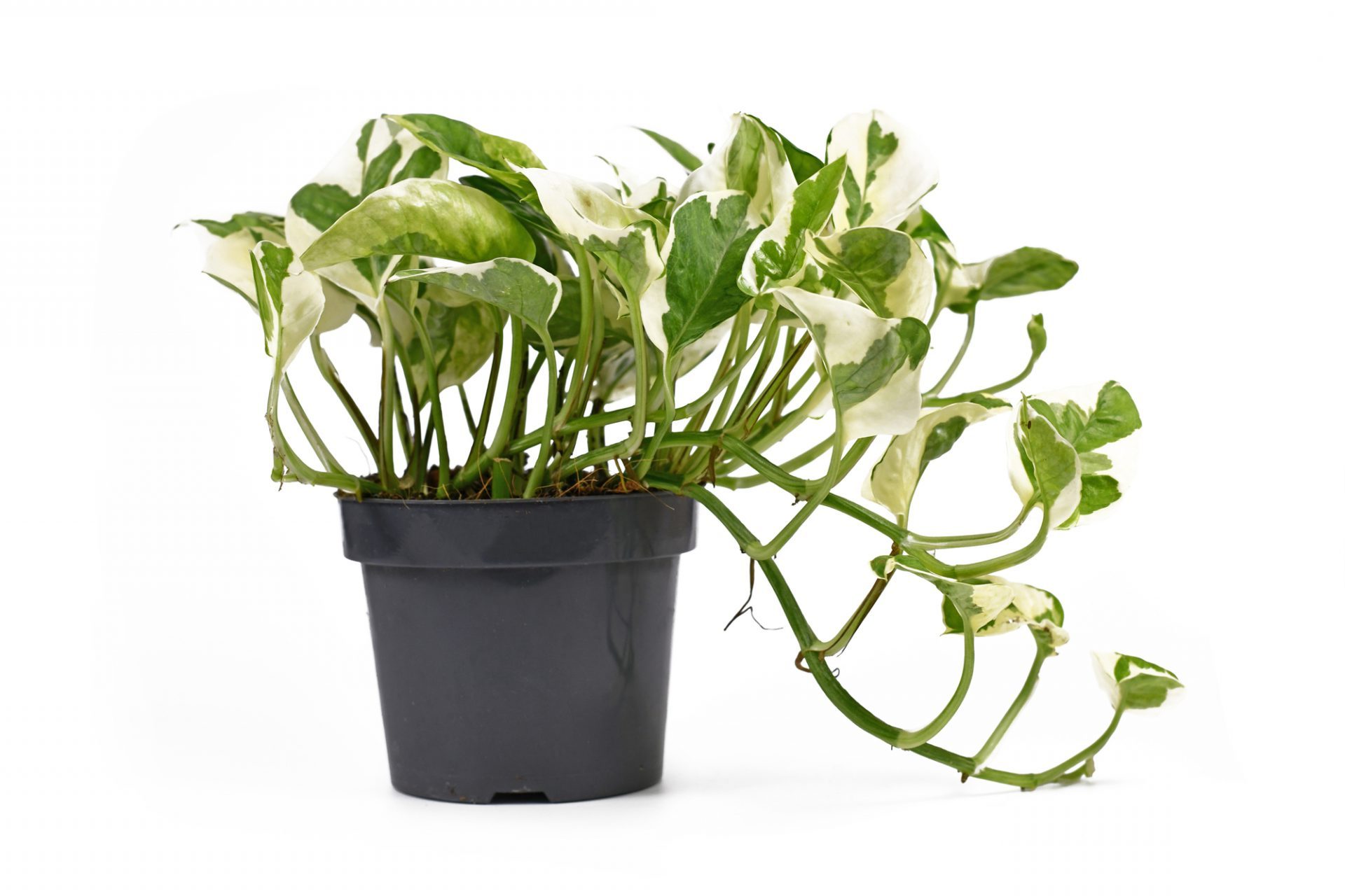 N'Joy Pothos: Care, Propagation, and More | Sprouts and Stems