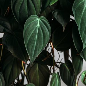 Philodendron Micans: How to Care for & Propagate These Velvet Leaves!
