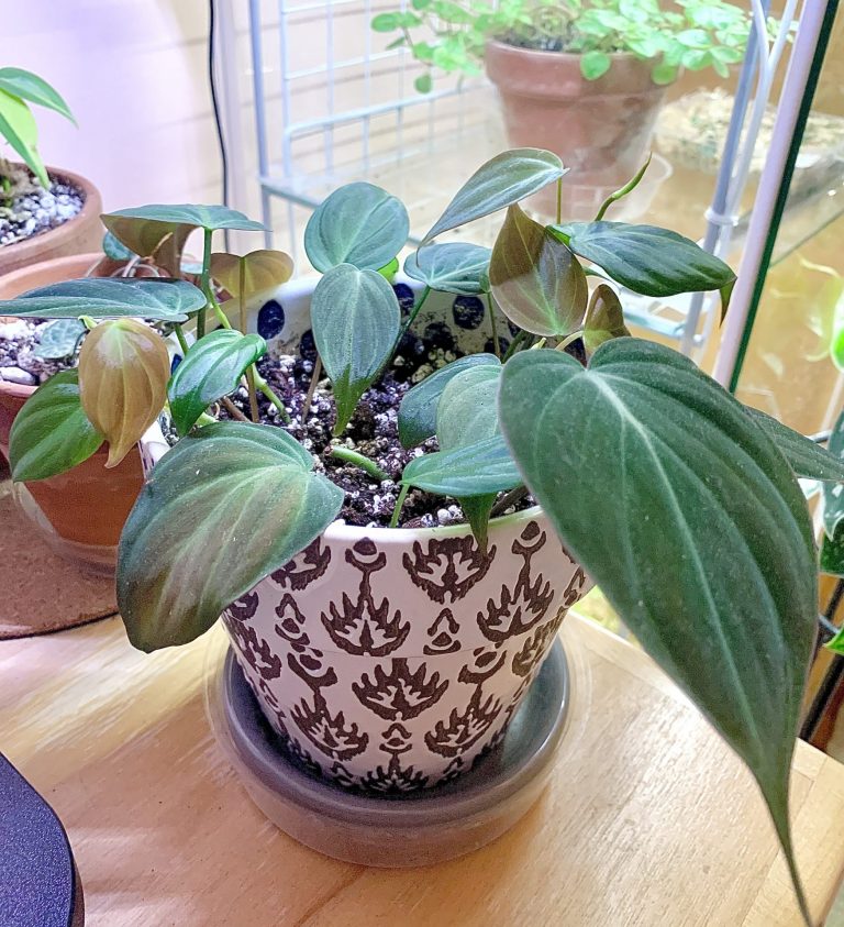 Philodendron Micans: How to Care for & Propagate These Velvet Leaves!