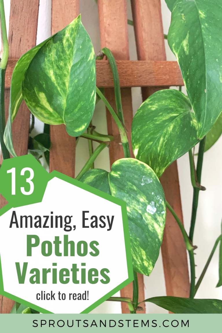 13 Pothos Varieties That You Can Easily Care For | Sprouts and Stems