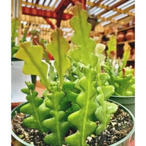 Easy Fishbone Cactus Care and Propagation | Sprouts and Stems
