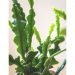 Easy Fishbone Cactus Care and Propagation | Sprouts and Stems