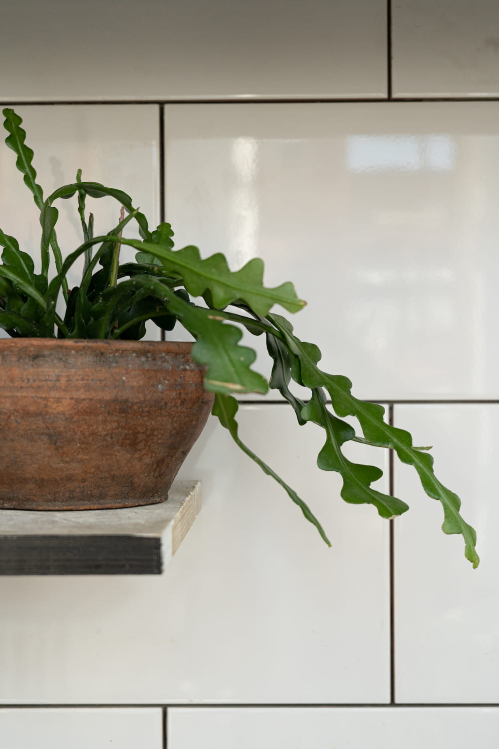 Easy Fishbone Cactus Care and Propagation | Sprouts and Stems