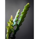 Easy Fishbone Cactus Care and Propagation | Sprouts and Stems