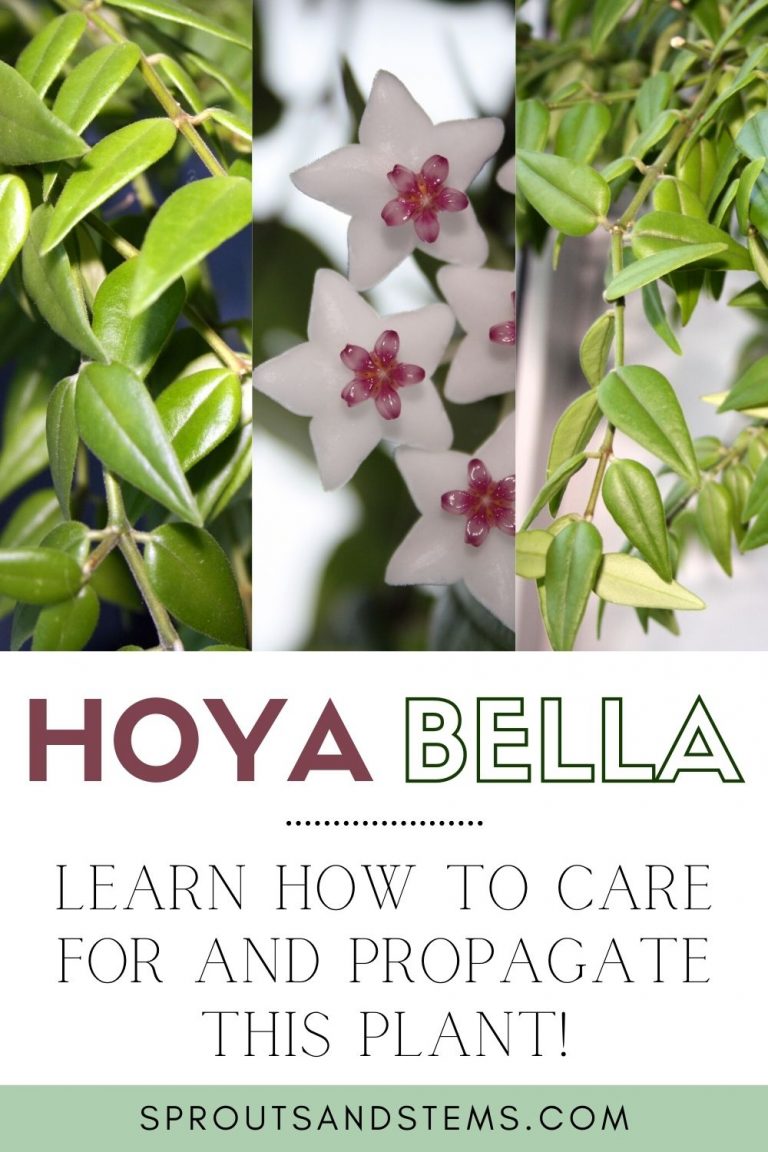 Hoya Bella: Easy Care and Propagation Guide | Sprouts and Stems