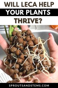 What is LECA and Will It Help Your Plants? | Sprouts and Stems