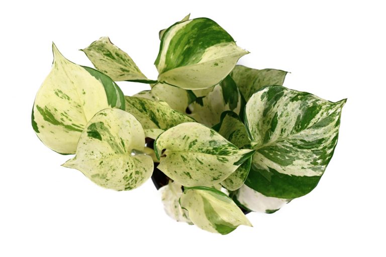 13 Pothos Varieties That You Can Easily Care For | Sprouts and Stems