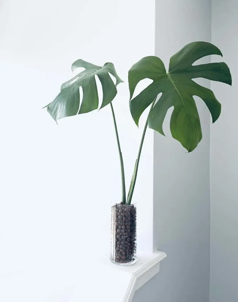 What is LECA and Will It Help Your Plants? | Sprouts and Stems