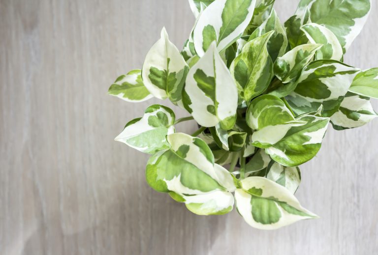 13 Pothos Varieties That You Can Easily Care For | Sprouts and Stems