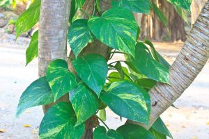 13 Pothos Varieties That You Can Easily Care For | Sprouts and Stems