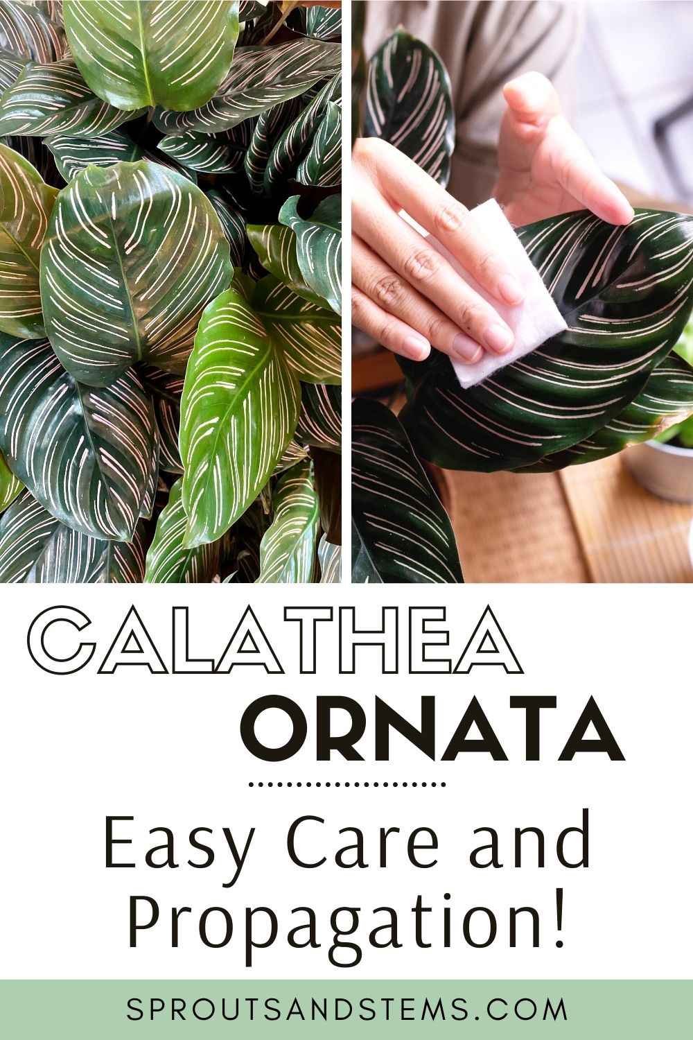 Calathea Ornata Care and Propagation | Sprouts and Stems