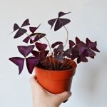Must-Know Oxalis Triangularis Care, Propagation, and Dormancy Tips!