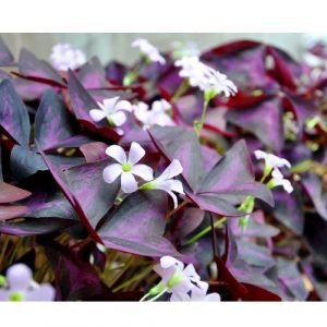 Must-Know Oxalis Triangularis Care, Propagation, and Dormancy Tips!