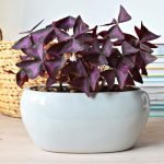 Must-Know Oxalis Triangularis Care, Propagation, and Dormancy Tips!