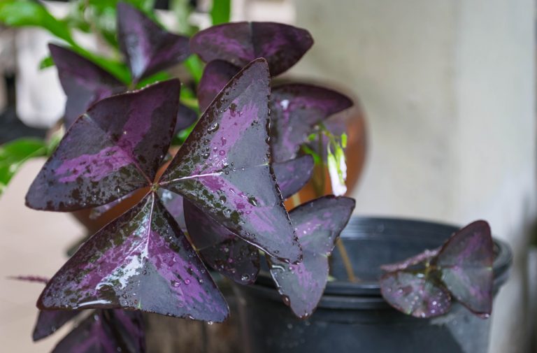Must-Know Oxalis Triangularis Care, Propagation, and Dormancy Tips!