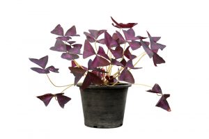 Must-Know Oxalis Triangularis Care, Propagation, and Dormancy Tips!