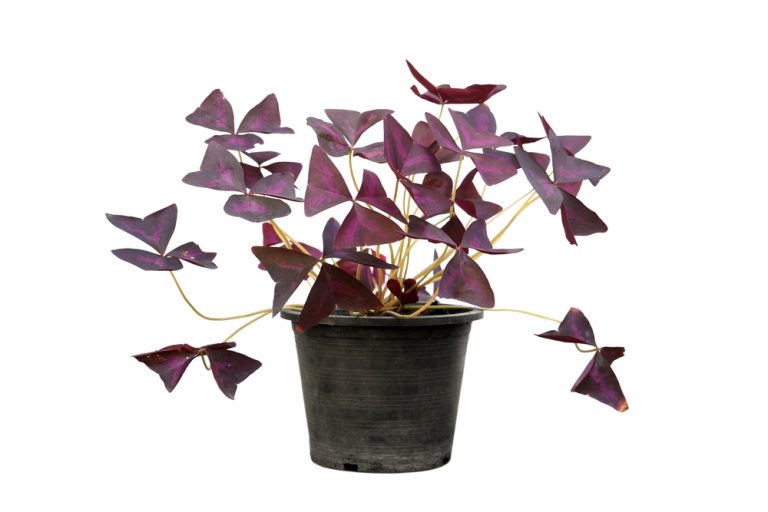 Must-Know Oxalis Triangularis Care, Propagation, and Dormancy Tips!