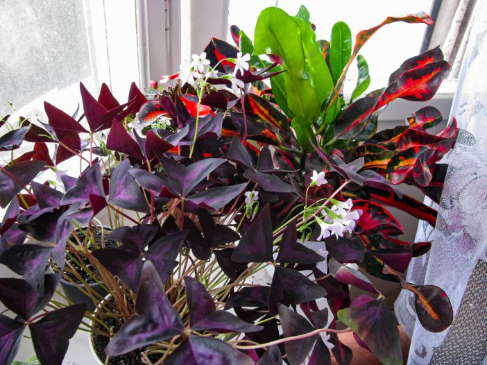 Must-Know Oxalis Triangularis Care, Propagation, and Dormancy Tips!