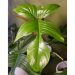 Philodendron Florida Ghost Care and Propagation | Sprouts and Stems