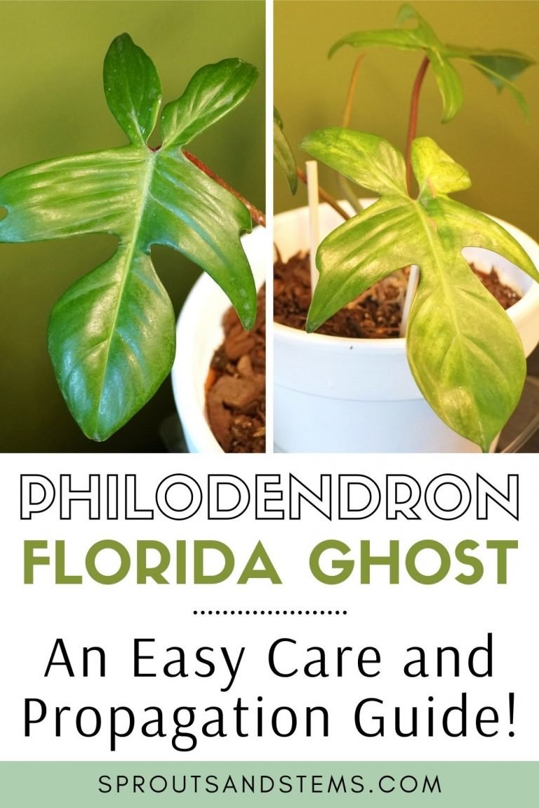 Philodendron Florida Ghost Care and Propagation | Sprouts and Stems