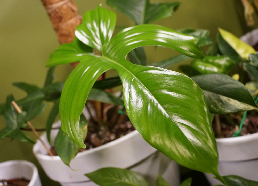 Philodendron Florida Ghost Care and Propagation | Sprouts and Stems