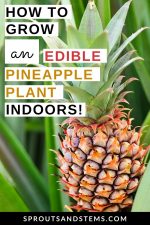 Pineapple Plant Care and Propagation Indoors | Sprouts and Stems
