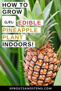 Pineapple Plant Care and Propagation Indoors | Sprouts and Stems