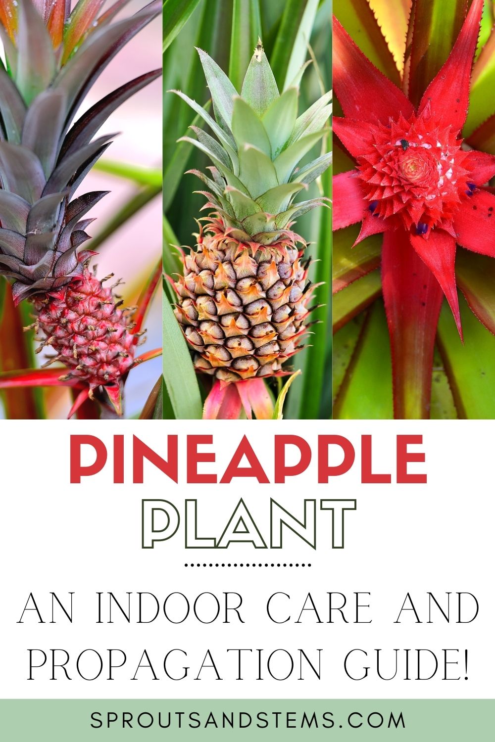 Pineapple Plant Care and Propagation Indoors | Sprouts and Stems