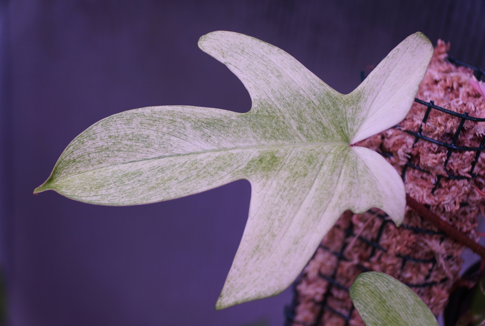 Philodendron Florida Ghost Care and Propagation | Sprouts and Stems