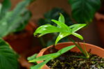Philodendron Florida Ghost Care and Propagation | Sprouts and Stems