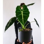 How to Care for and Propagate Alocasia Frydek | Sprouts and Stems