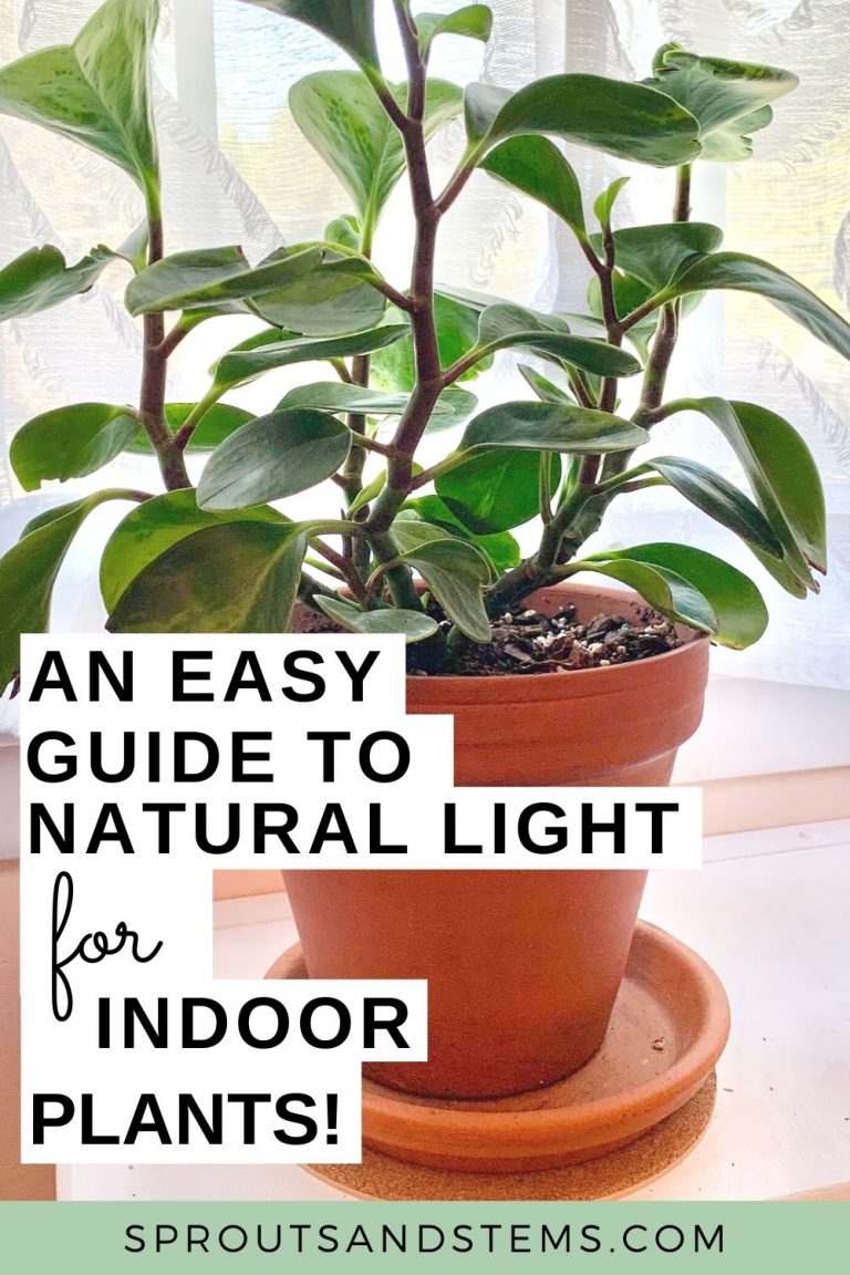 An Easy Guide to Natural Light for Indoor Plants | Sprouts and Stems