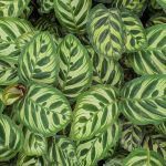Peacock Plant: Easy Care and Propagation | Sprouts and Stems