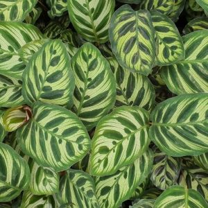 Peacock Plant: Easy Care and Propagation | Sprouts and Stems