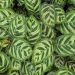 Peacock Plant: Easy Care and Propagation | Sprouts and Stems